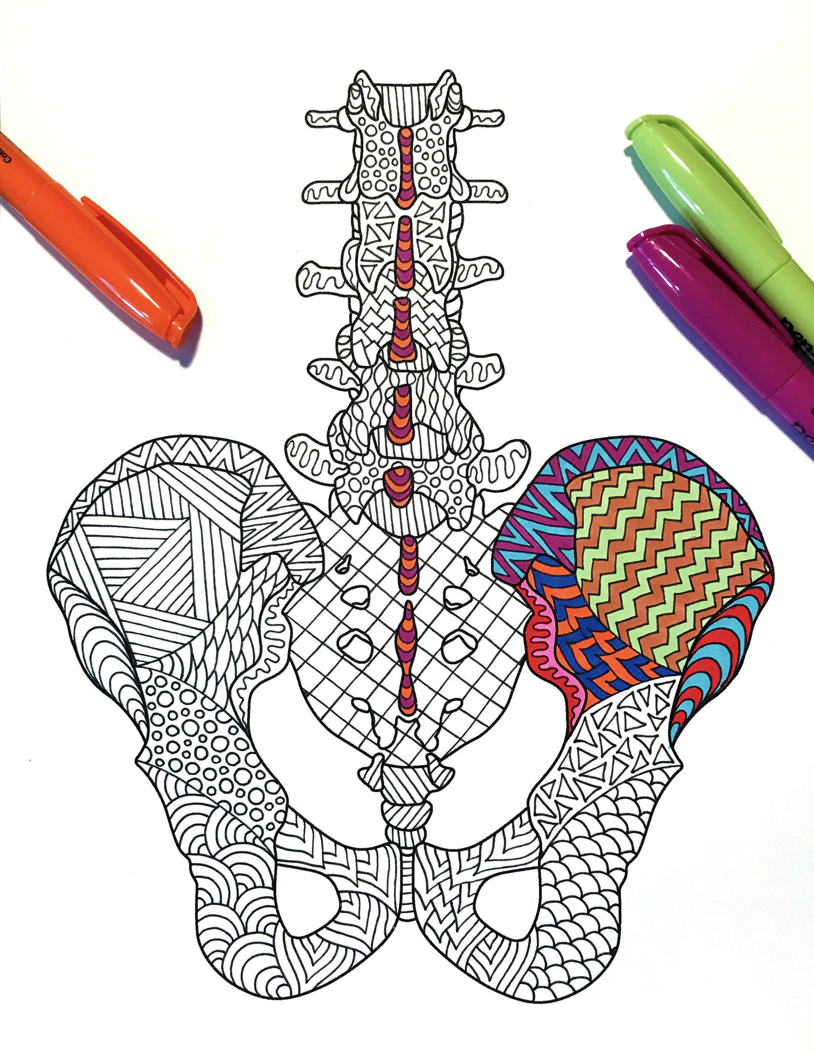 Pelvis Bone and Lumbar Vertebrae - PDF Coloring Page - Etsy