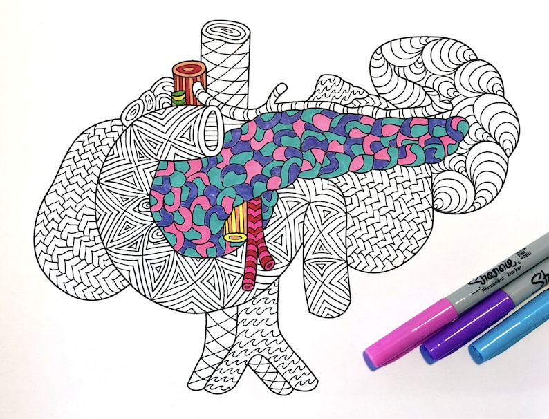 Pancreas and Spleen Human Anatomy PDF Coloring Page - Etsy