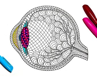 Human Eyeball Anatomy Coloring Page- LABELED- Digital Download Eye ...
