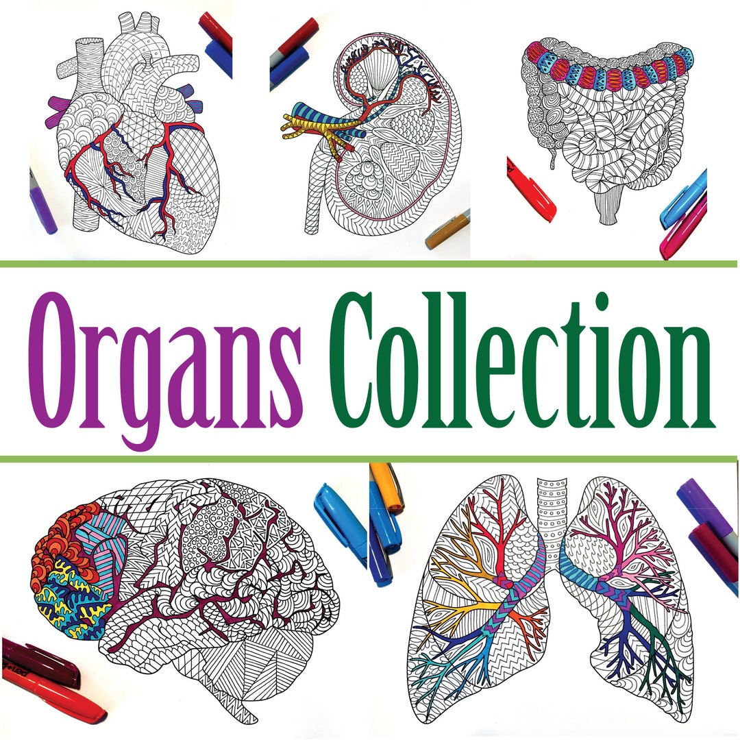 Human Organs Anatomy Collection - Set of 12 PDF Coloring Pages - Etsy