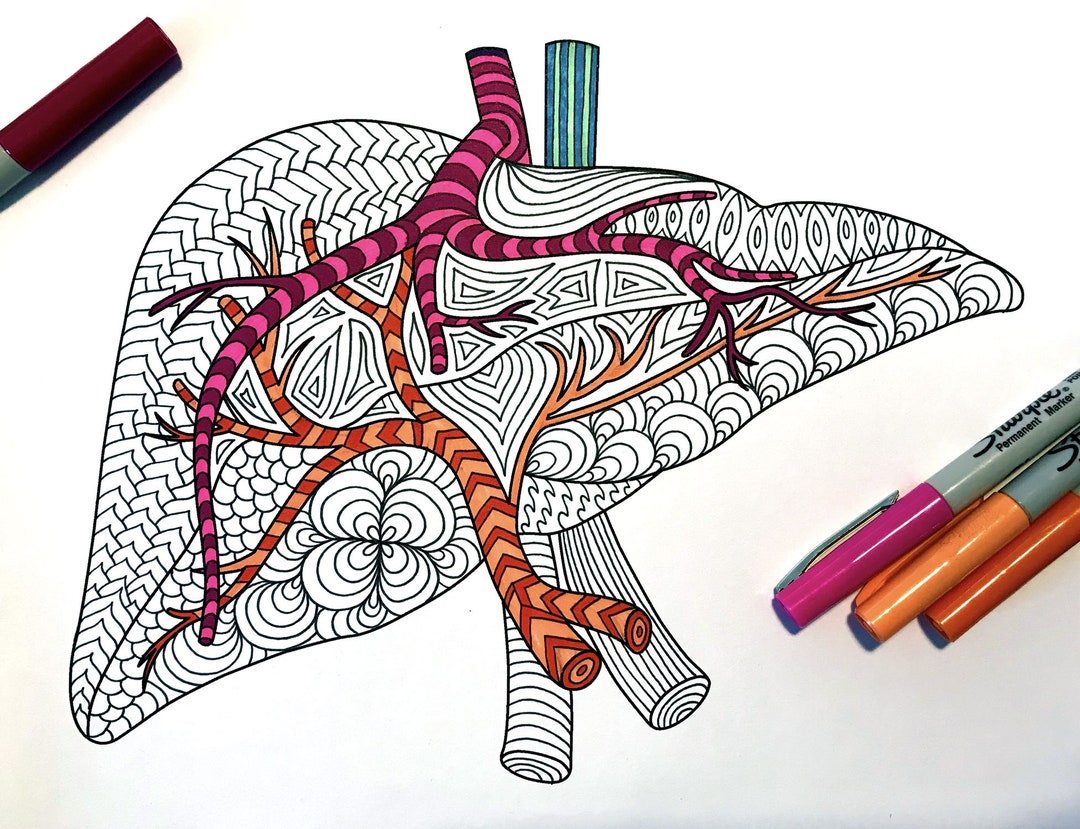 Liver - Human Anatomy - PDF Coloring Page - Etsy