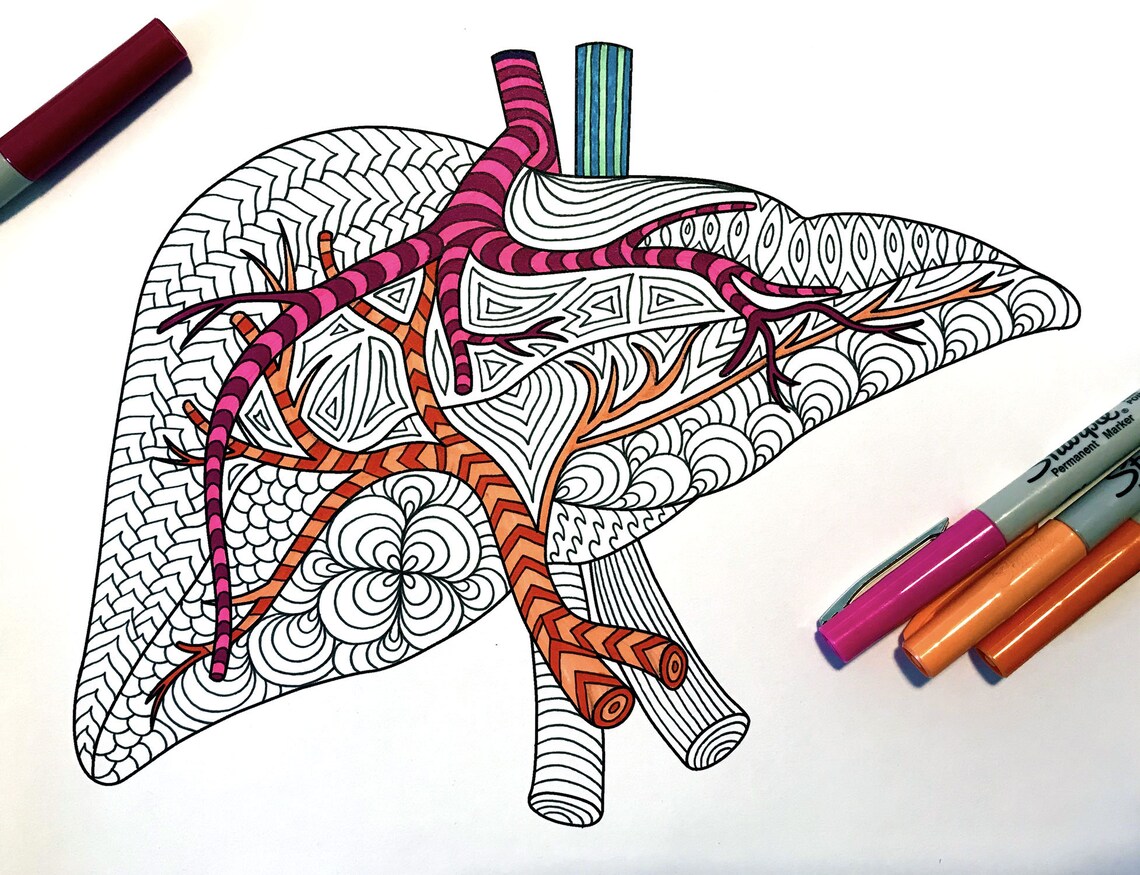 Liver - Human Anatomy - PDF Coloring Page - Etsy