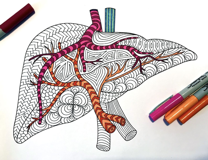 Liver Human Anatomy PDF Coloring Page - Etsy Australia