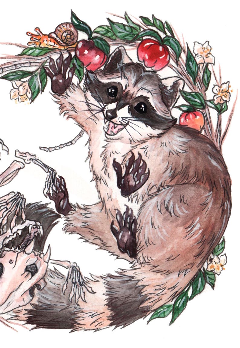 Racoon and Skeleton Art Print: Anatomy & Nature, (8.5x11 or 5x7) - Etsy