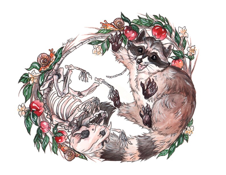 Racoon and Skeleton Art Print: Anatomy & Nature, (8.5x11 or 5x7) - Etsy
