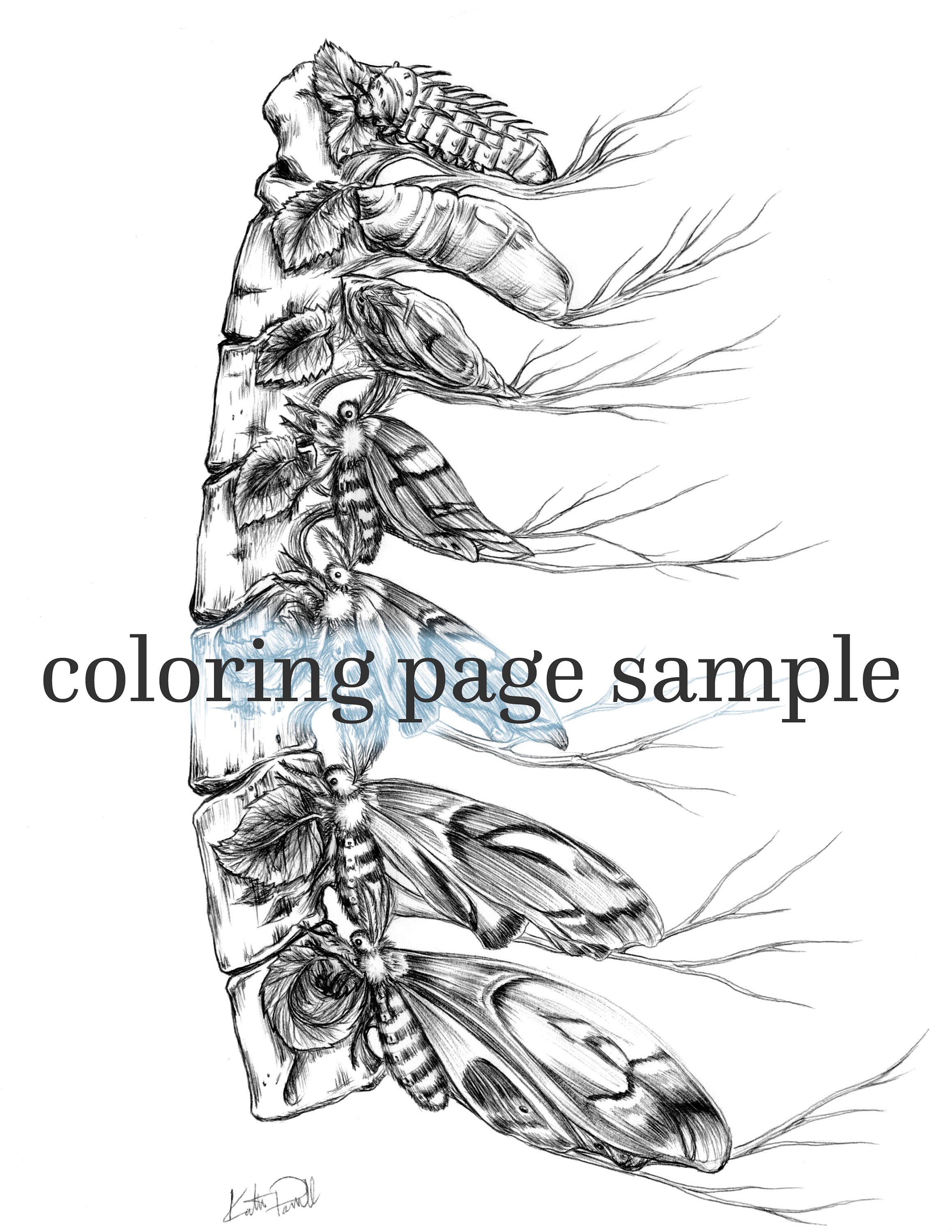 Anatomy and Insect Adult & Kid Coloring Pages | Digital Download ...