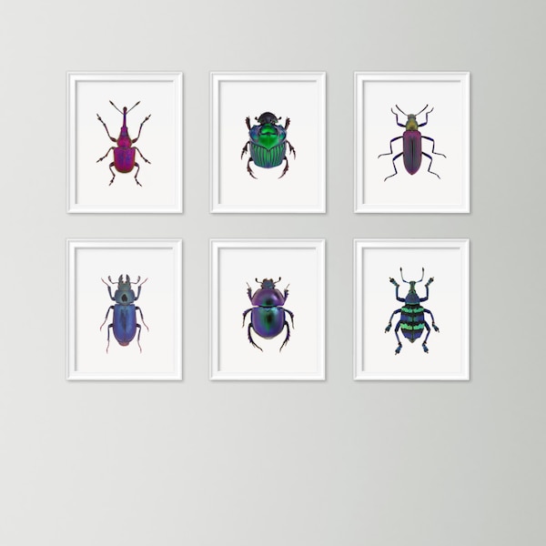 Beetle Print - Etsy