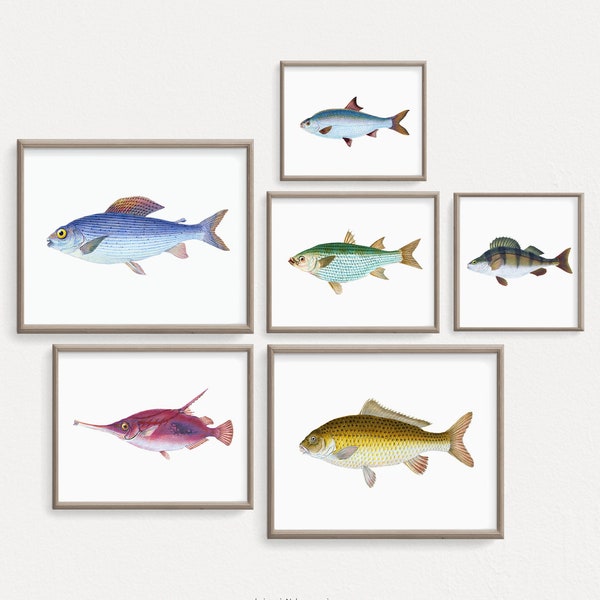 Saltwater Fish Art - Etsy