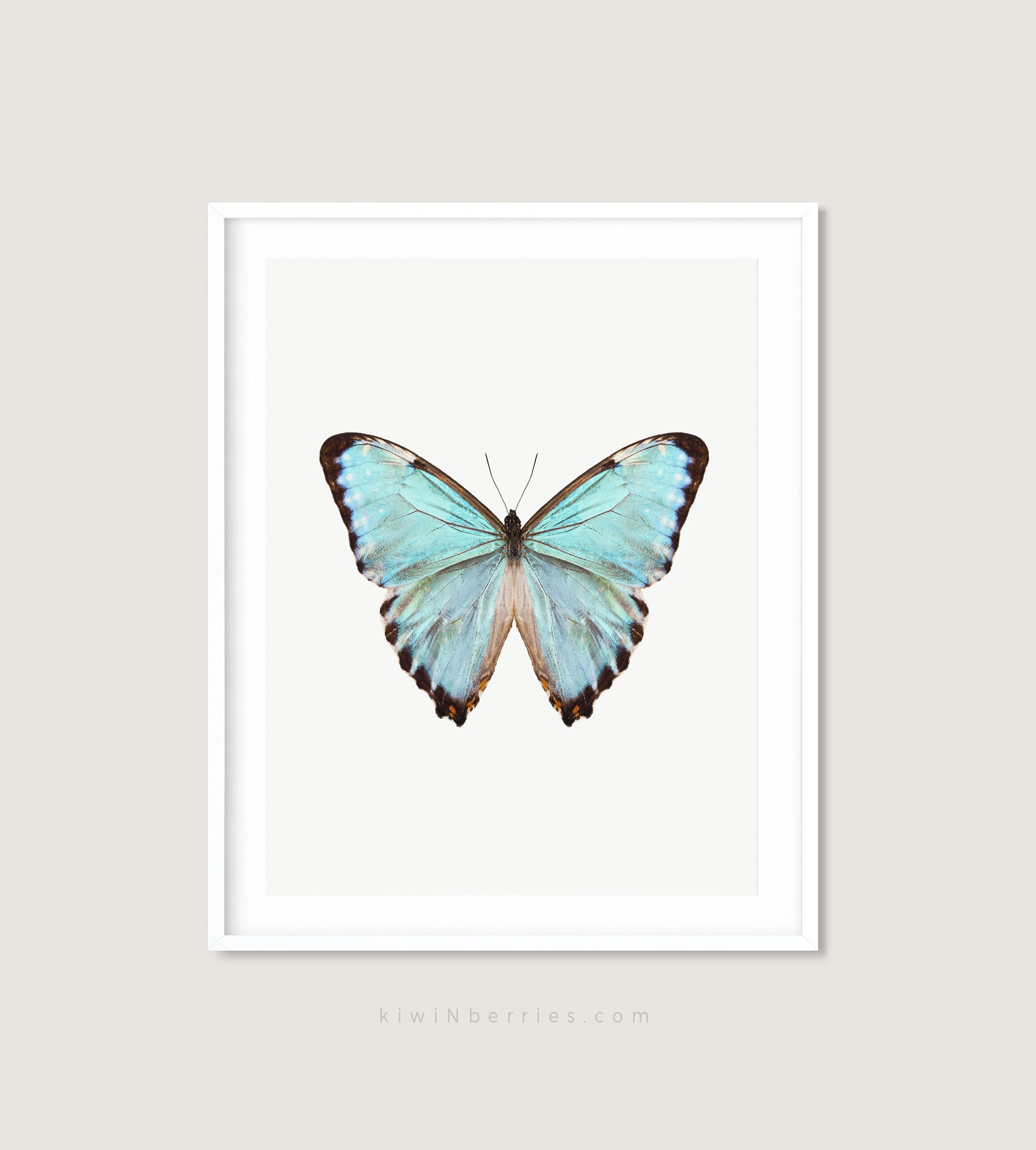 Real Butterfly Pictures To Print
