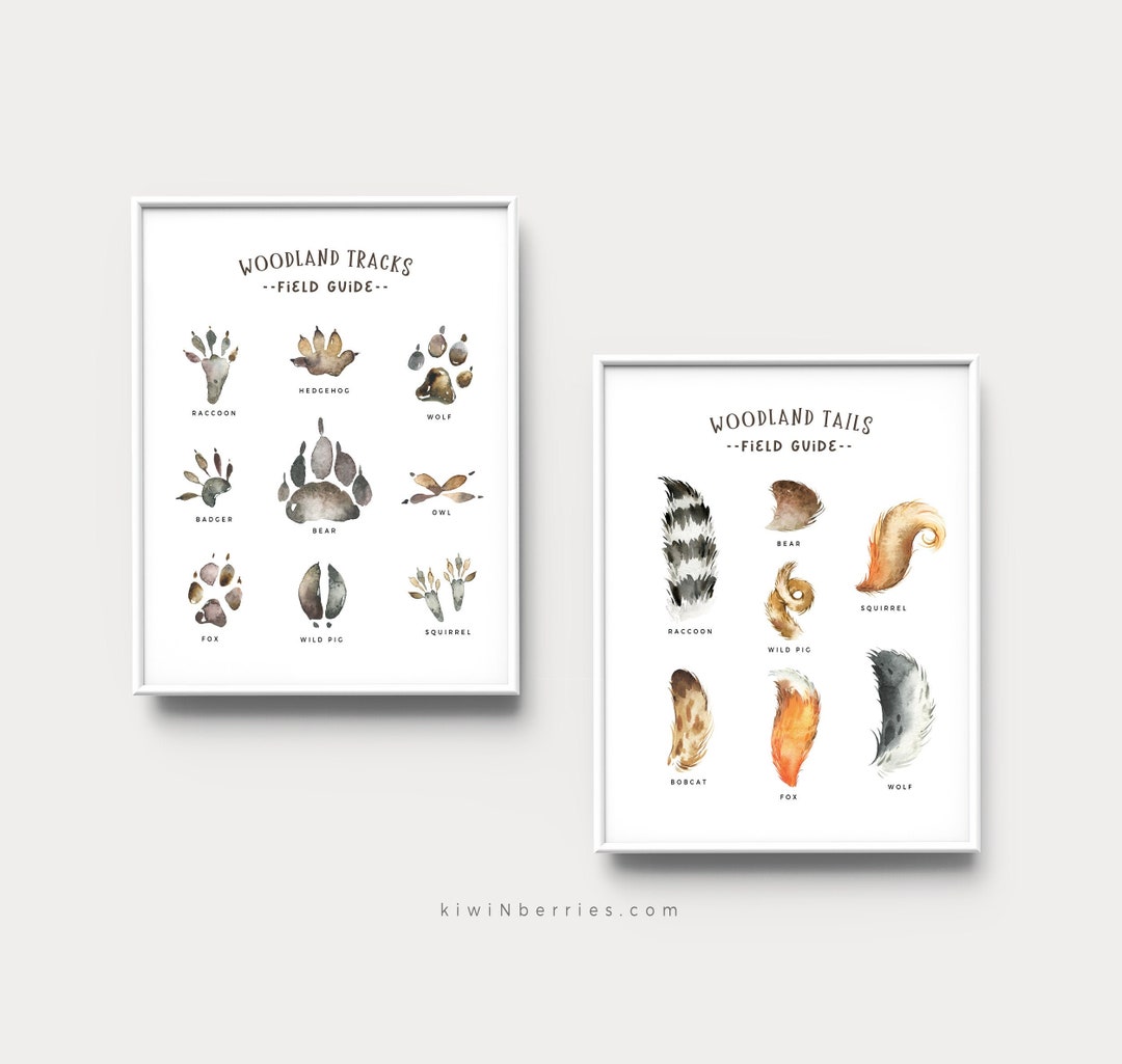 Woodland Field Guide Print, Animal Tracks and Tails, Forest Field Guide ...