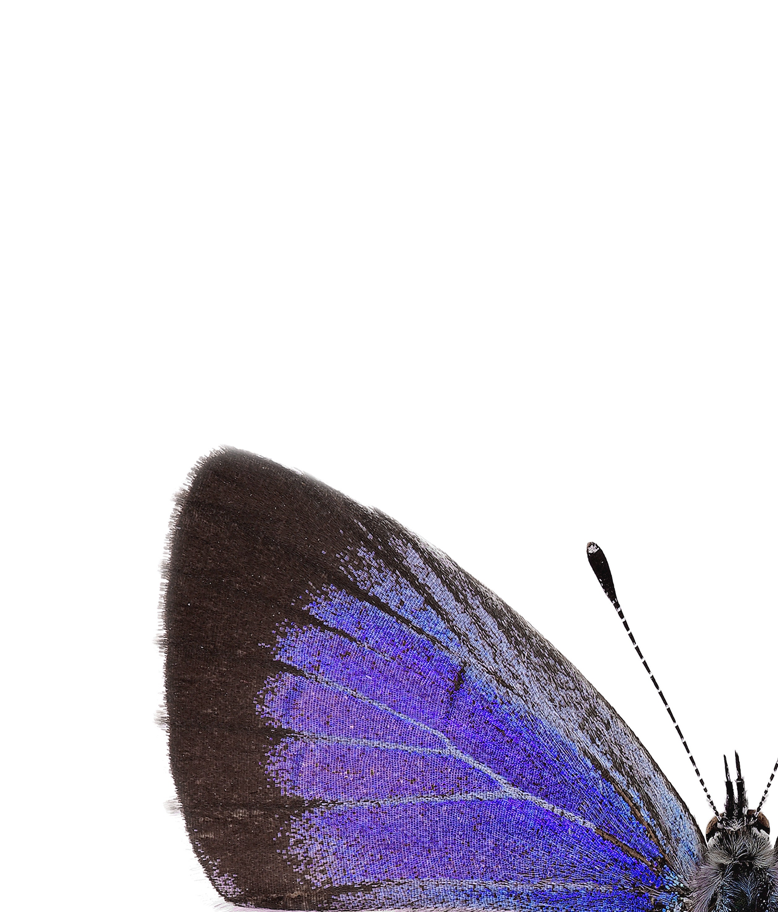 Purple Butterfly Poster Butterfly Printable Modern Wall Art - Etsy