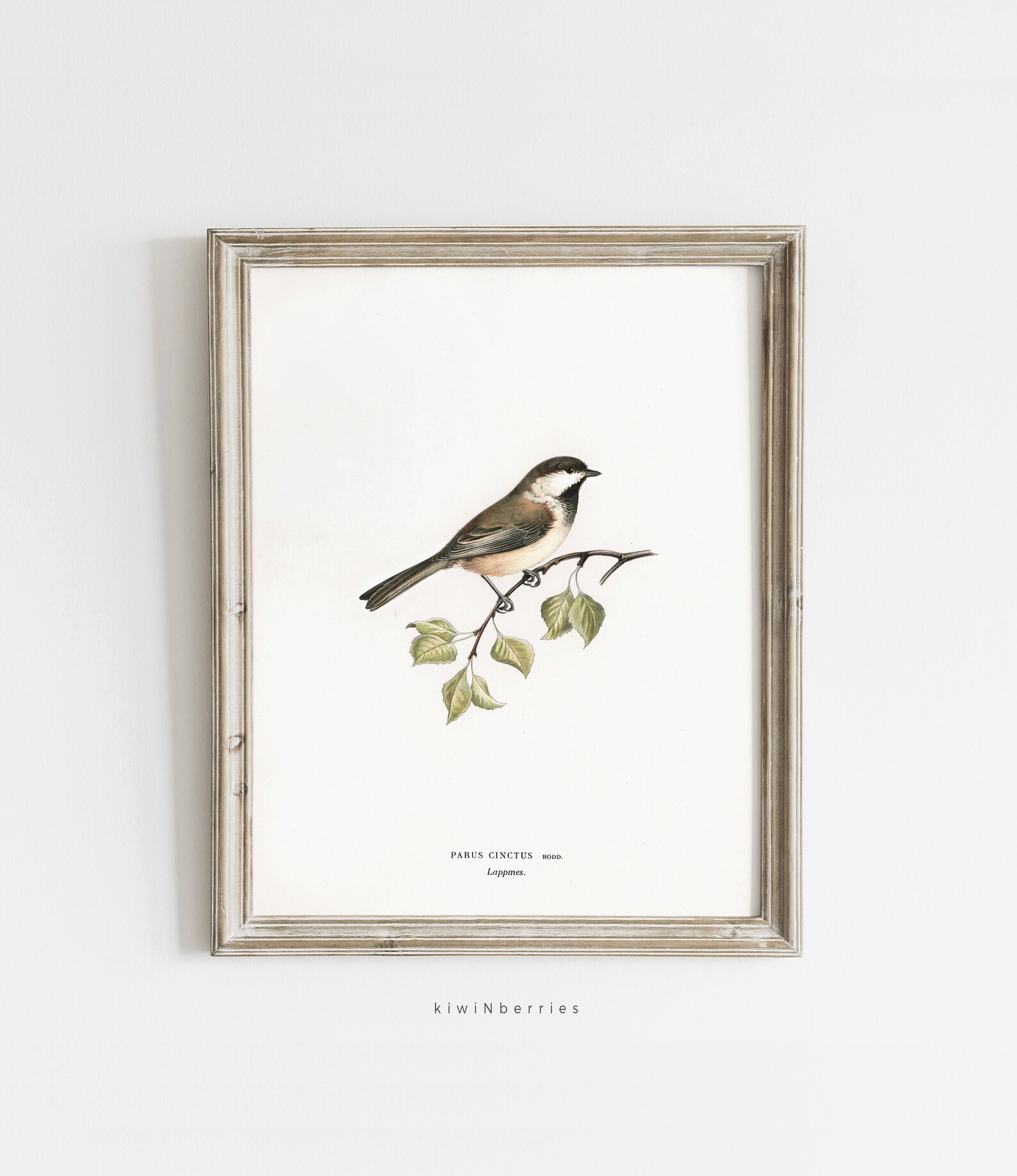 Vintage Bird Illustration Art Print: Wild Bird Sketch (downloadable ...