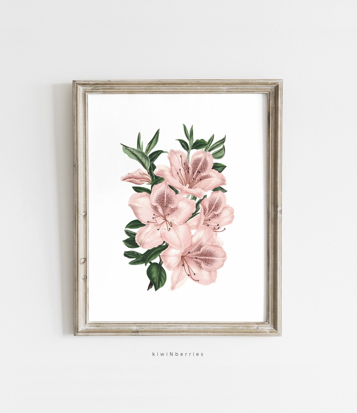 Azalea Prints Set of 2 Antique Printables Azalea Flower - Etsy