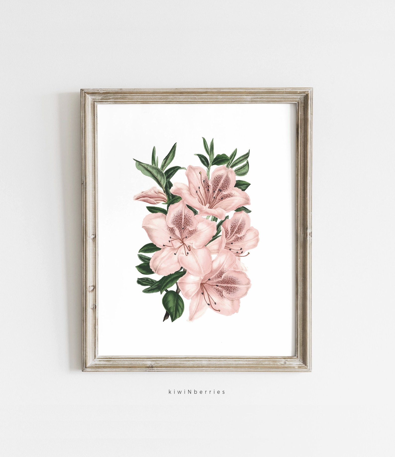 Azalea Prints Set of 2 Antique Printables Azalea Flower - Etsy