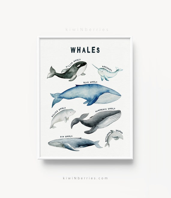 Whale Species Poster