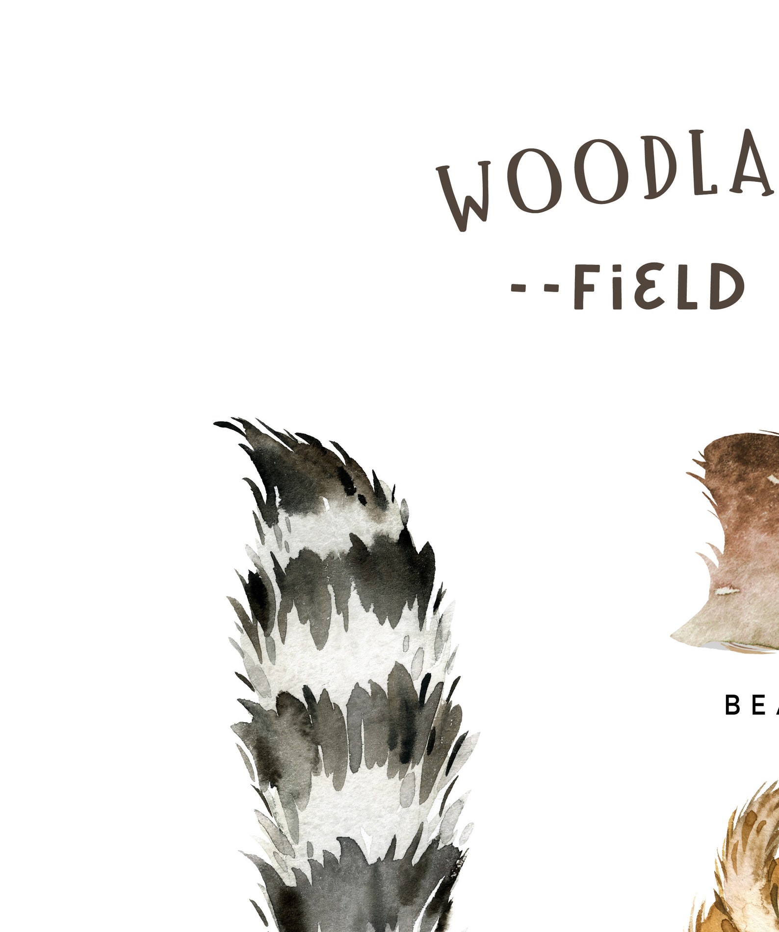 Woodland Field Guide Print Animal Tracks and Tails Forest - Etsy