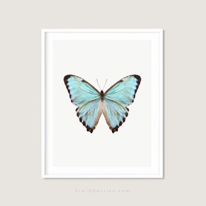 Butterfly Gallery Wall, Butterflies Prints, Real Insects, Entomologist ...