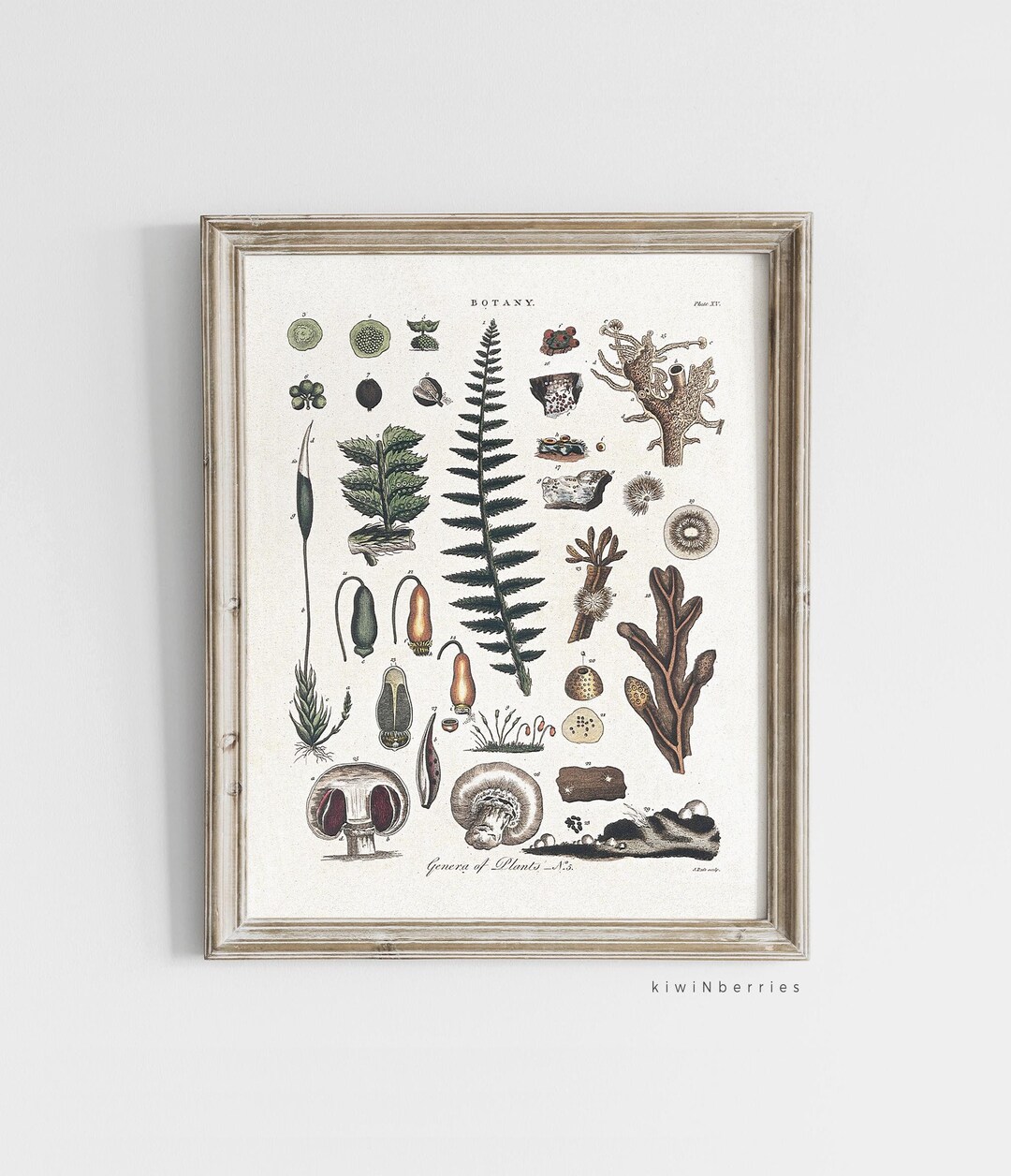 Nature Chart Print, Vintage Natural Art, Leaves and Mushrooms, Rustic ...