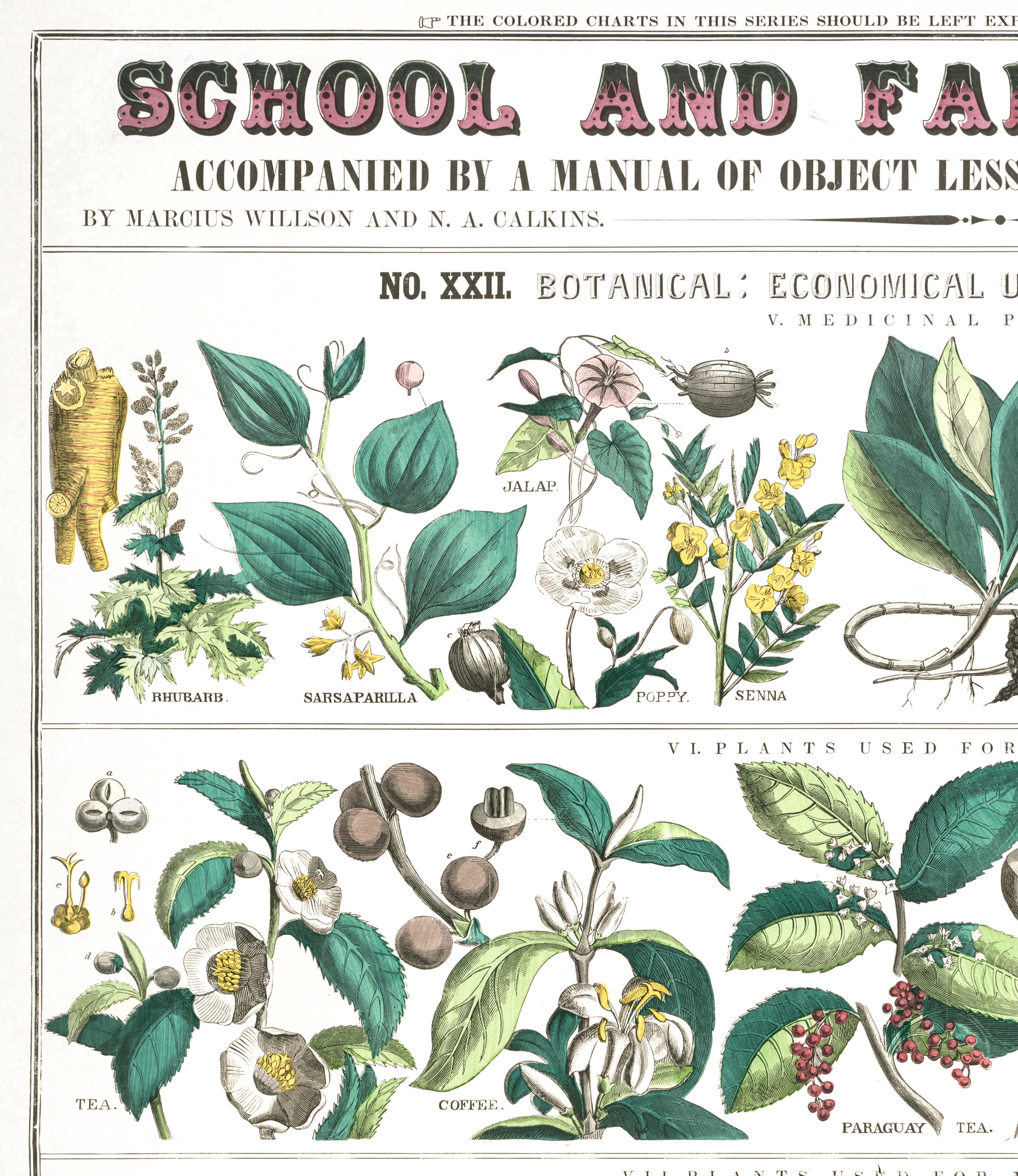 Vintage Botanical Chart Plant Chart Print Botanical Poster | Etsy