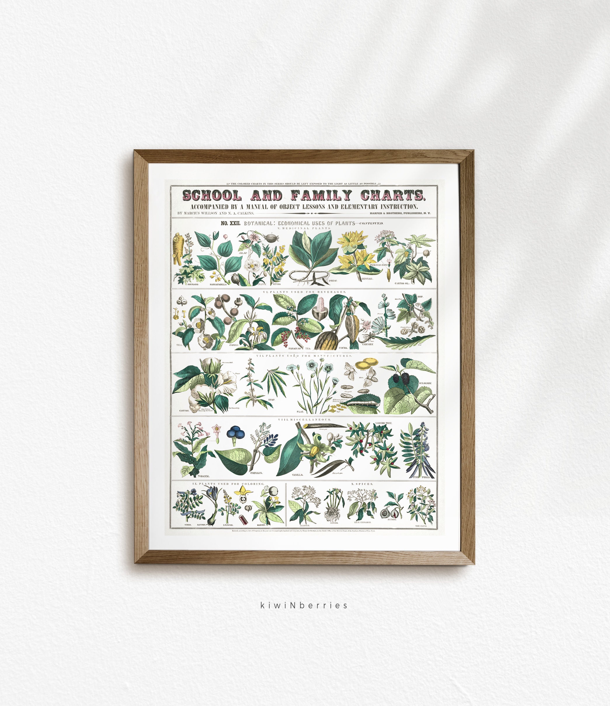 Vintage Botanical Chart Plant Chart Print Botanical Poster - Etsy
