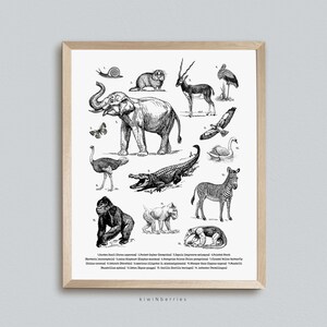 Animals of the World Poster, Animal Chart Print, Education Learning ...