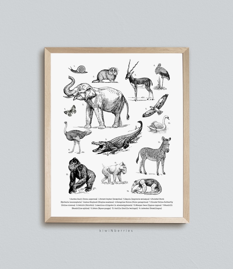 Animals of the World Posters Animal Chart Print Set of 3 - Etsy