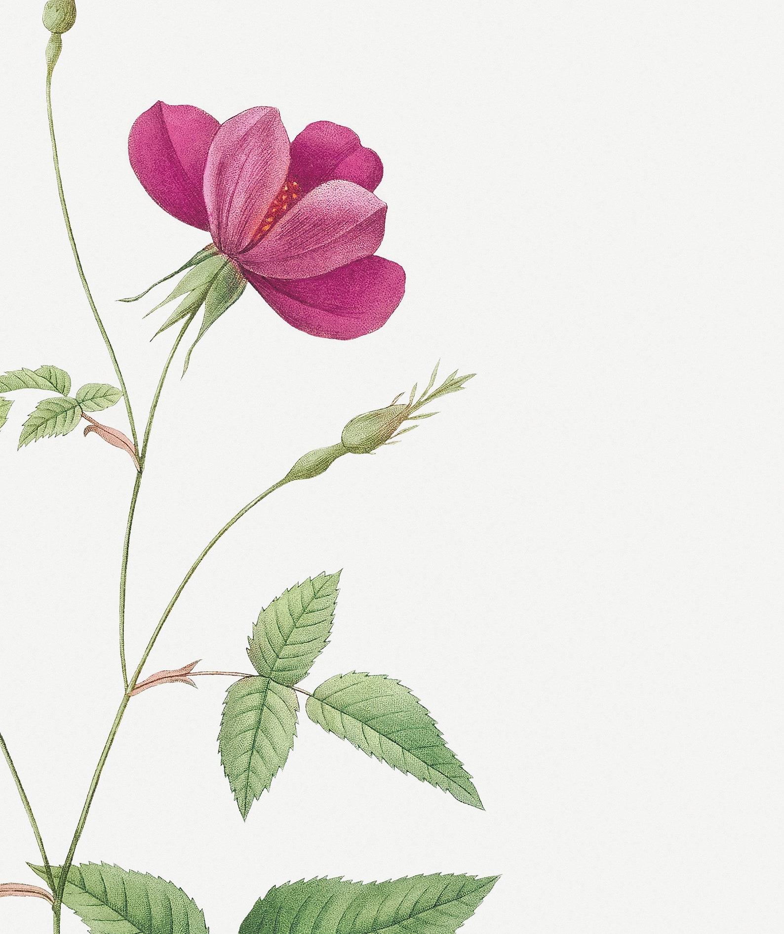 Botanical Prints Set of 6 Plant Print Vintage Drawing - Etsy