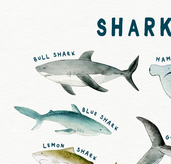 Types Of Sharks Chart