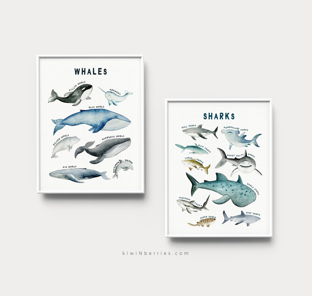 Educational Prints, Whales and Sharks Species, Ocean Sea Wall Art ...