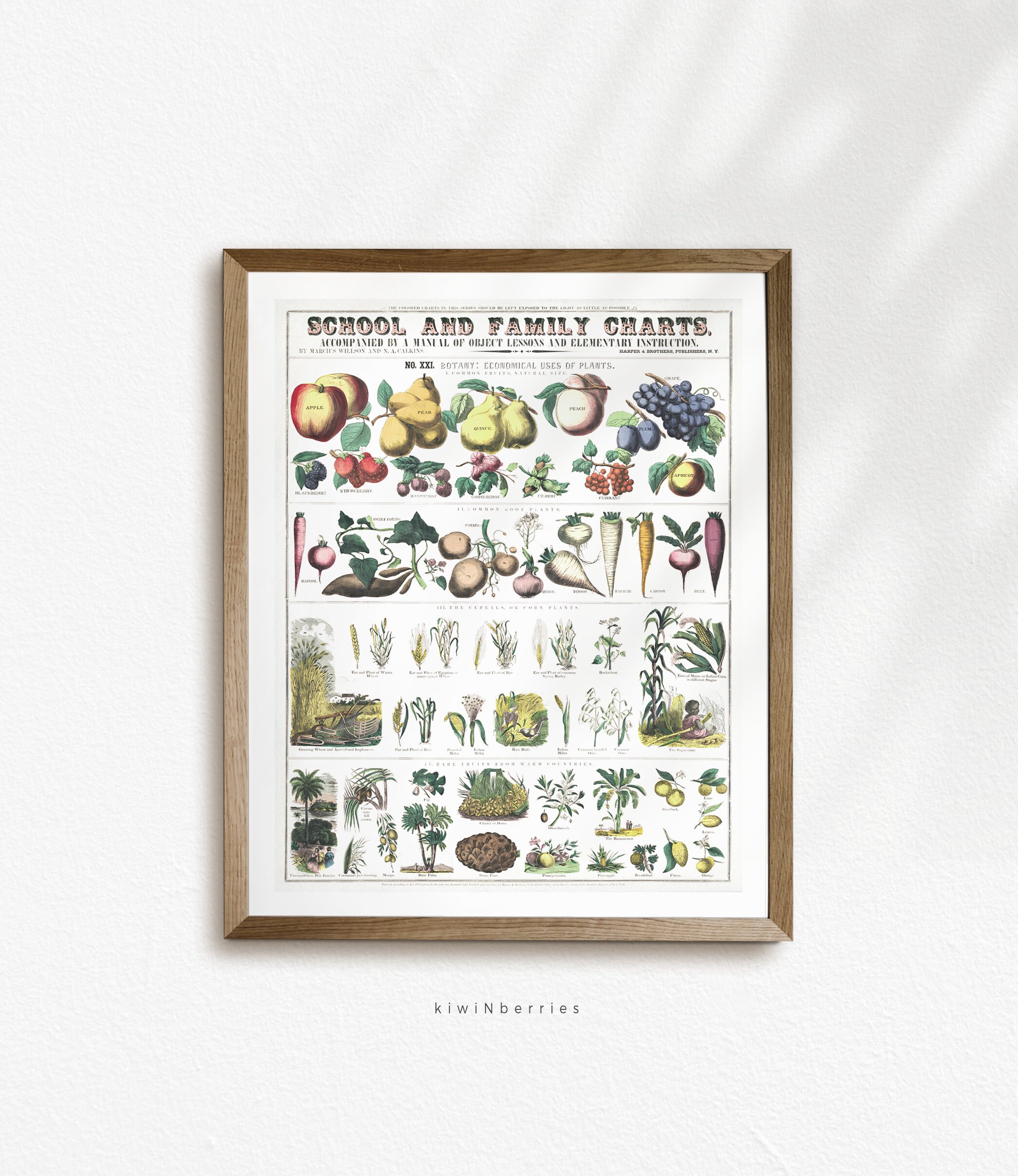 Vintage Botanical Chart Plant Chart Print Botanical Poster - Etsy