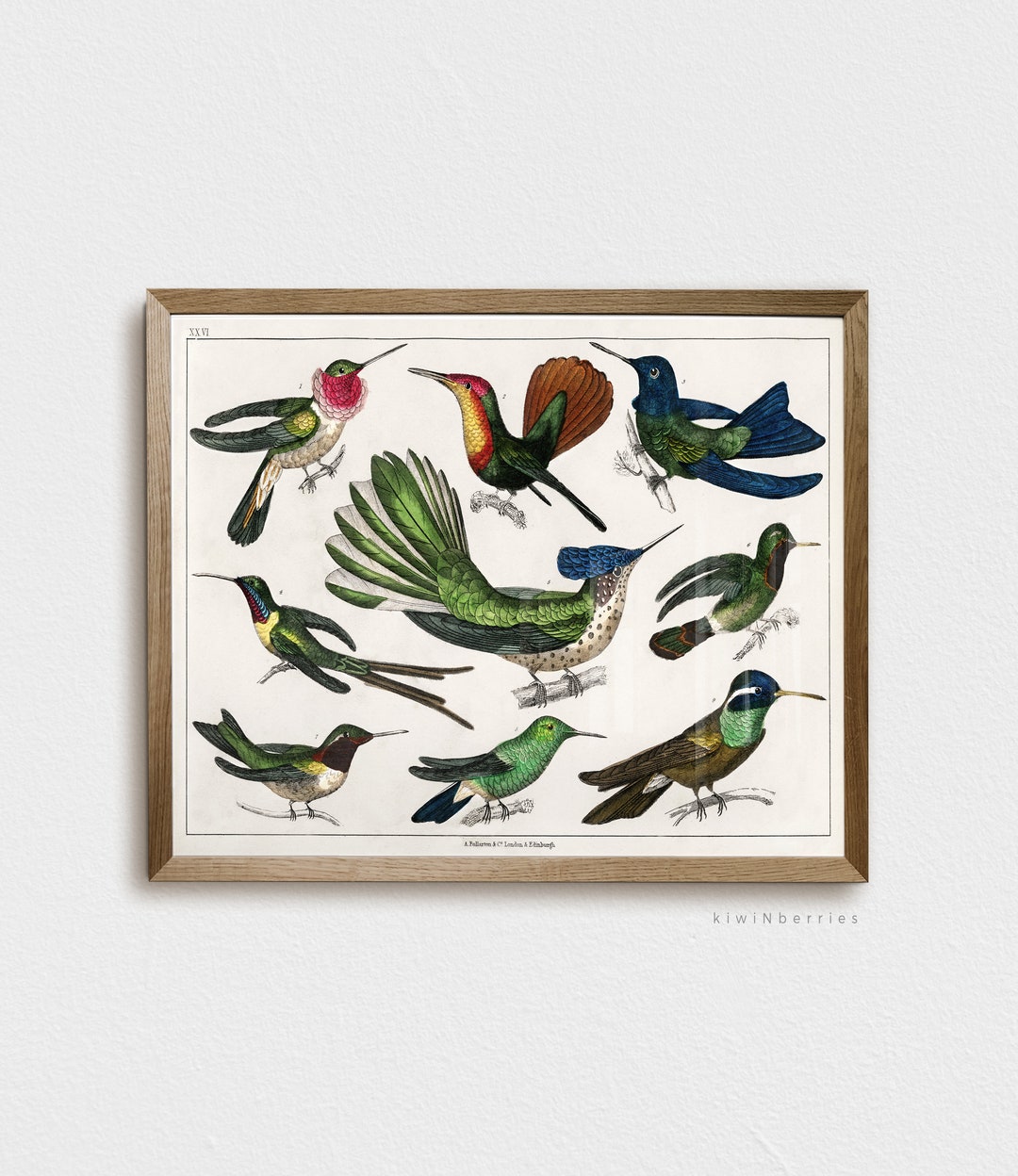 Hummingbird Vintage Poster, Species Types of Hummingbirds Print, Birds ...