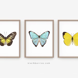 Butterfly Gallery Wall, Butterflies Prints, Real Insects, Entomologist ...