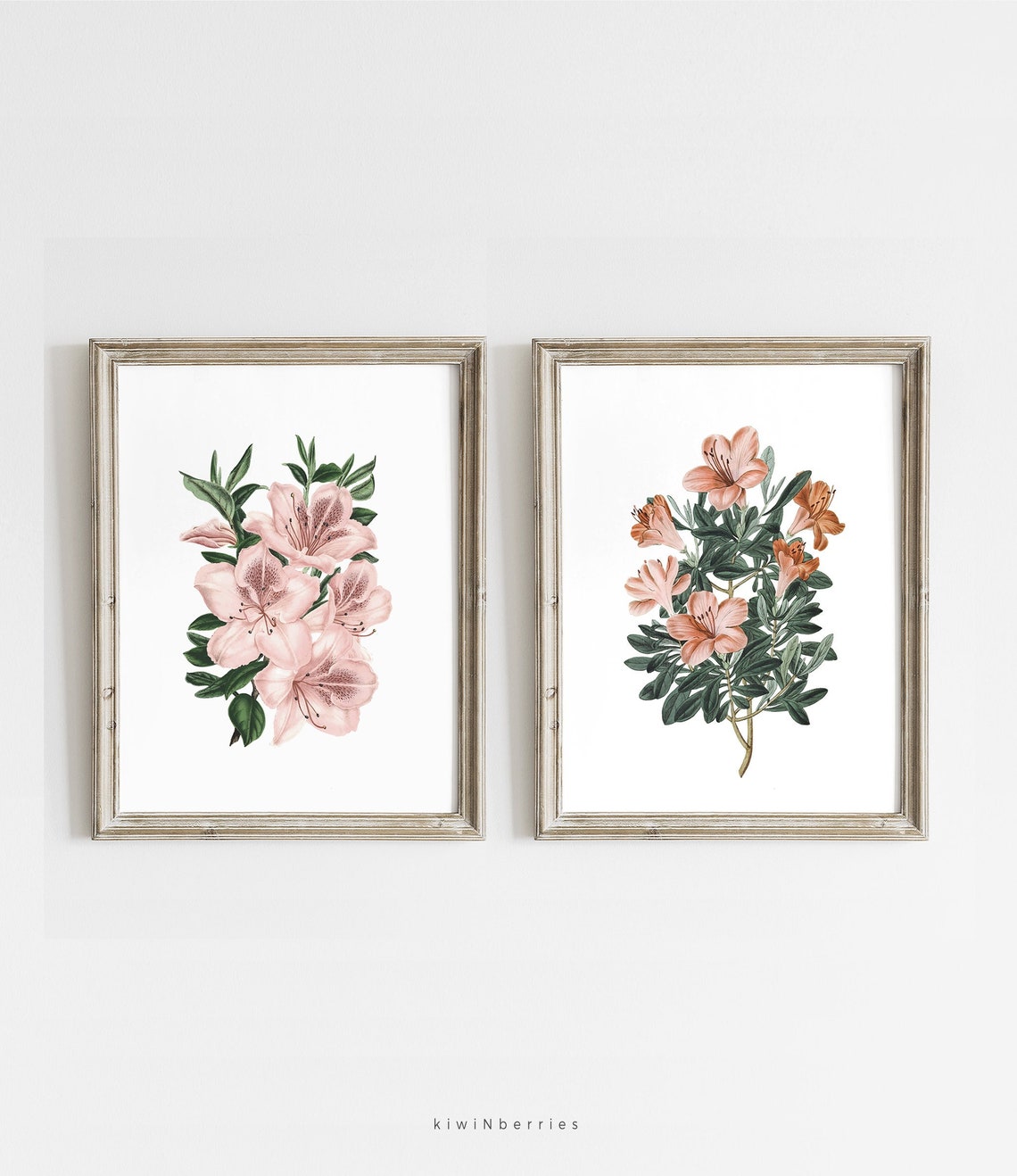 Azalea Prints Set of 2 Antique Printables Azalea Flower - Etsy