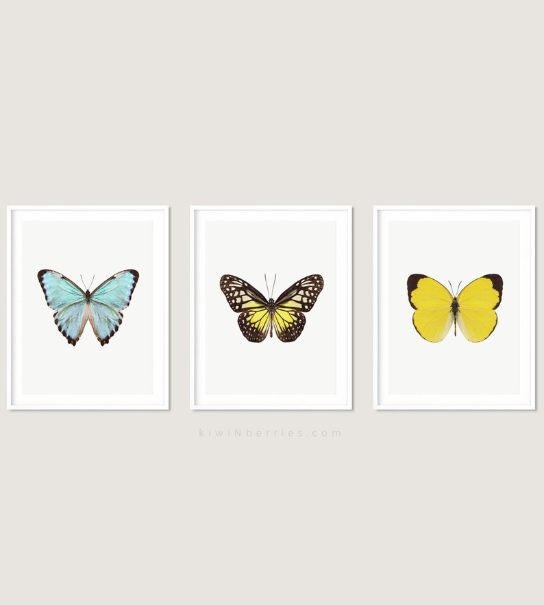 Butterflies Art Prints Butterfly Posters Gallery Wall - Etsy