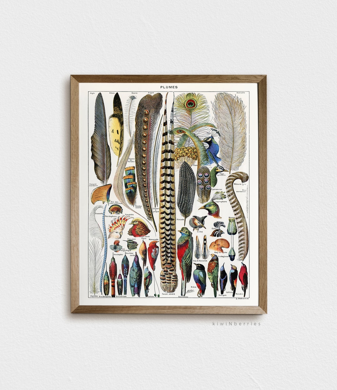 Vintage Feather Chart Poster: Birds of the World Print (digital ...
