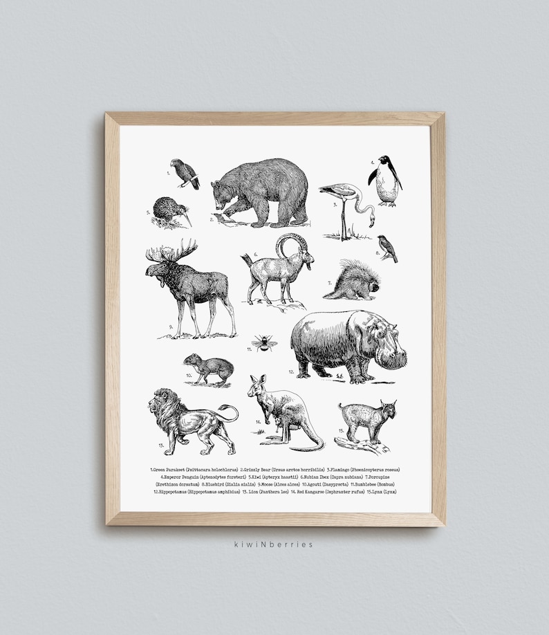 Animals of the World Posters Animal Chart Print Set of 3 - Etsy
