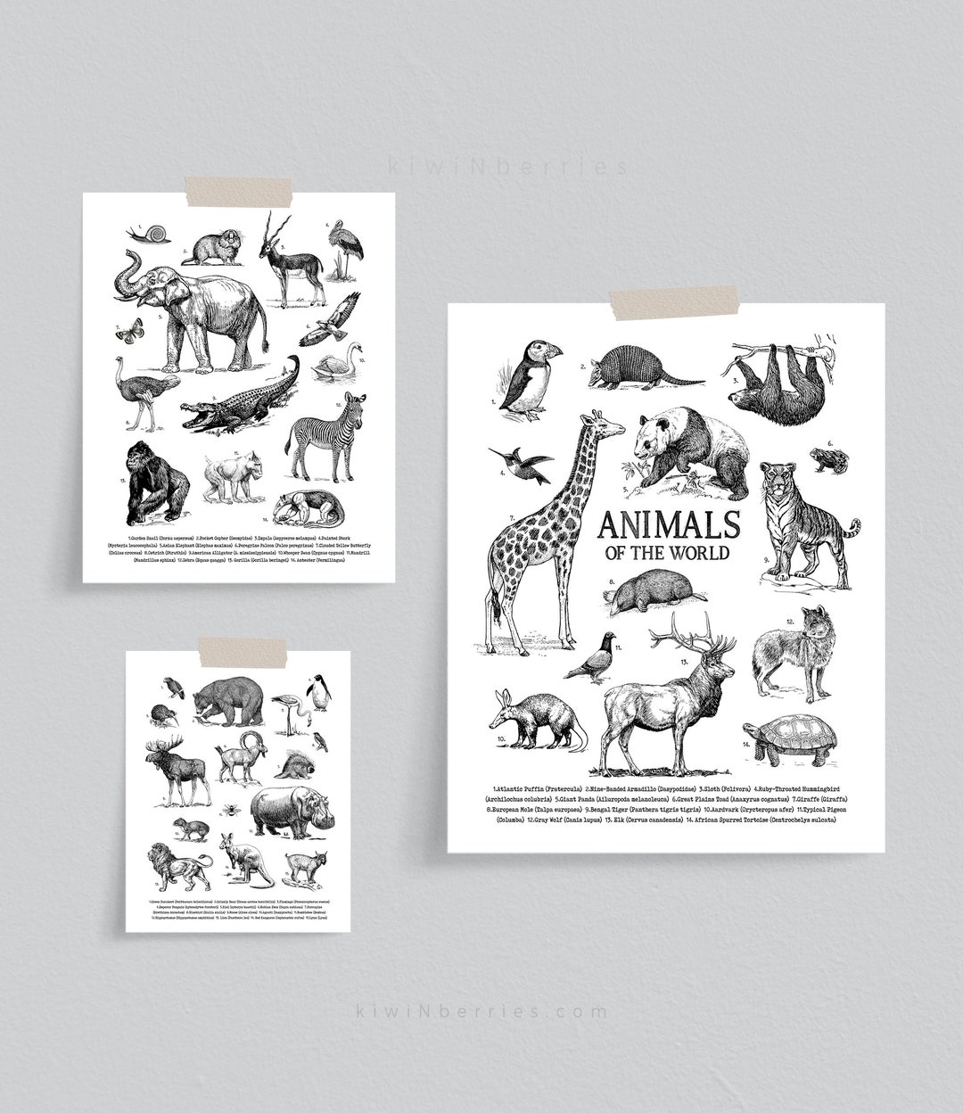 Animals of the World Posters, Animal Chart Print, Set of 3, Education ...