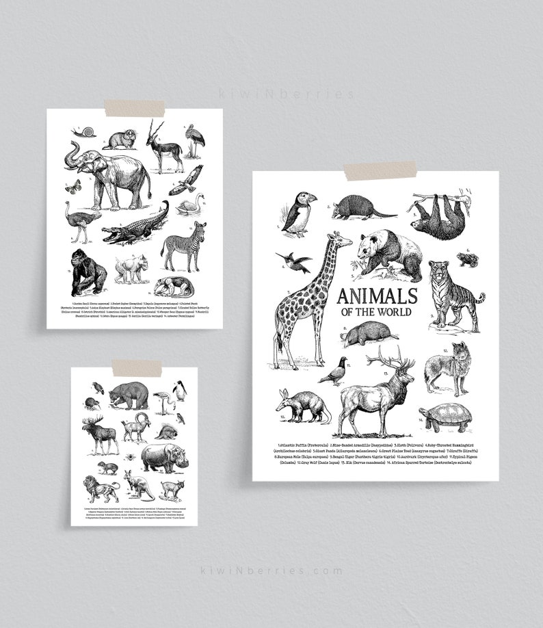 Animals of the World Posters Animal Chart Print Set of 3 - Etsy