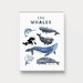Whales Wall Art, Printable Whale Chart, Whale Species Art, Boys Room ...