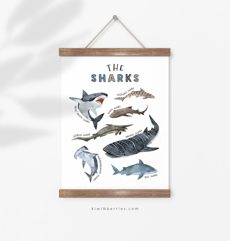 Sharks Wall Art Printable Shark Chart Shark Species Art | Etsy