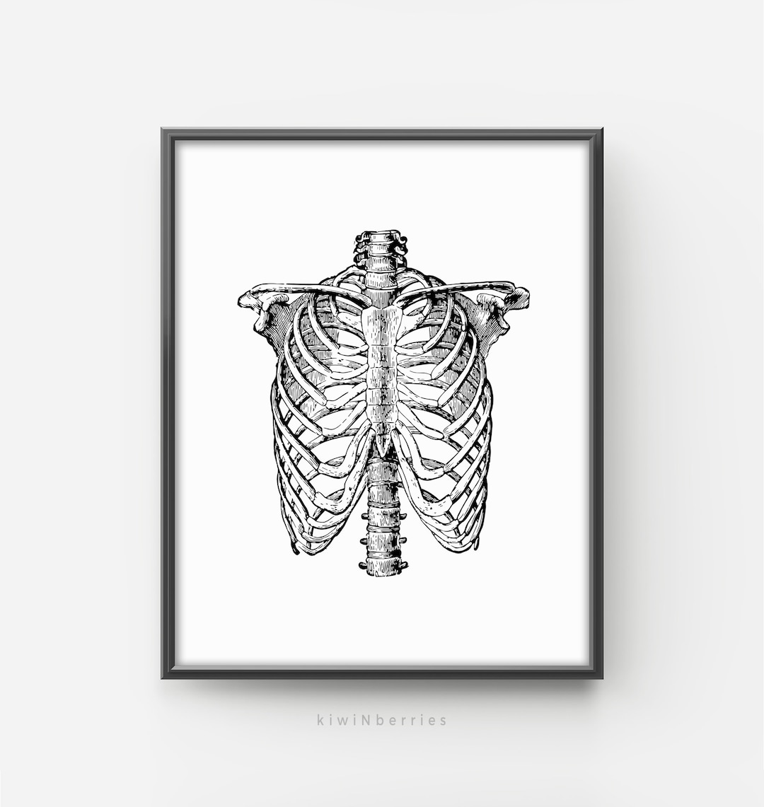 Rib Cage Print, Medical Printable Art, Human Bones, Medical Student ...