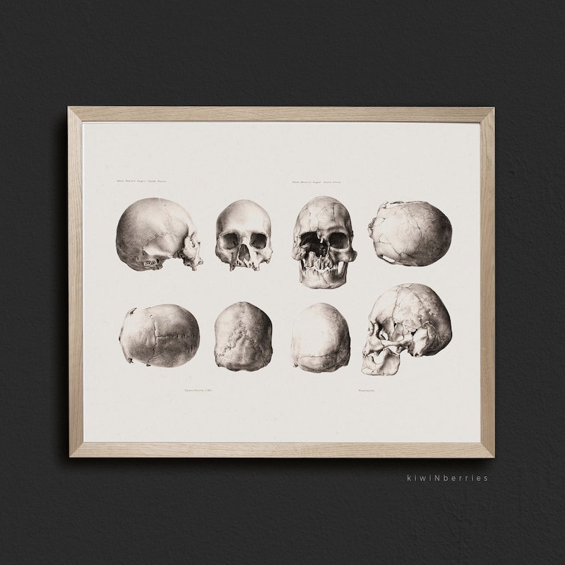 Skull Poster - Etsy