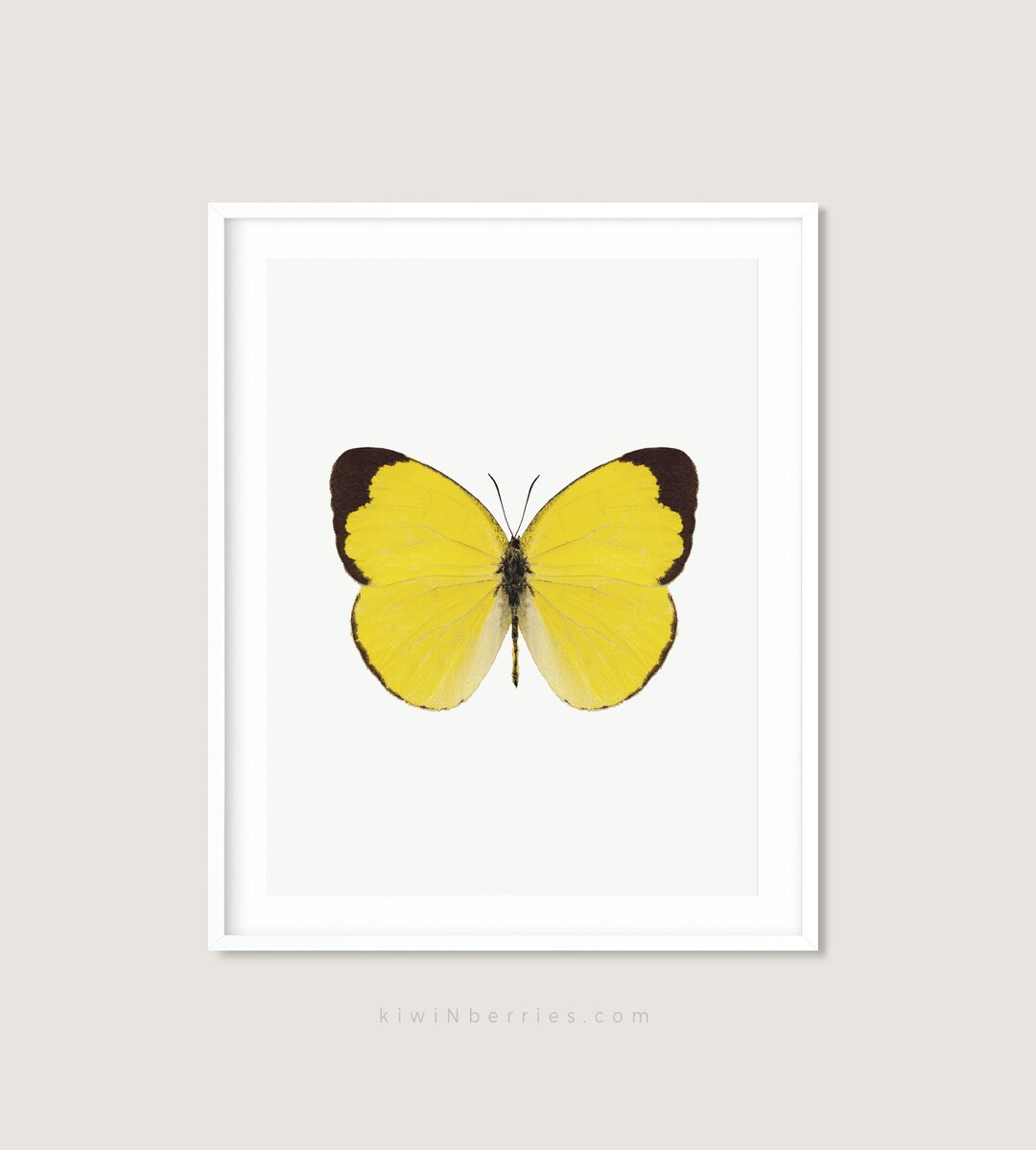 Real Butterfly Art Print - Yellow Butterfly Print - Modern Wall Art ...