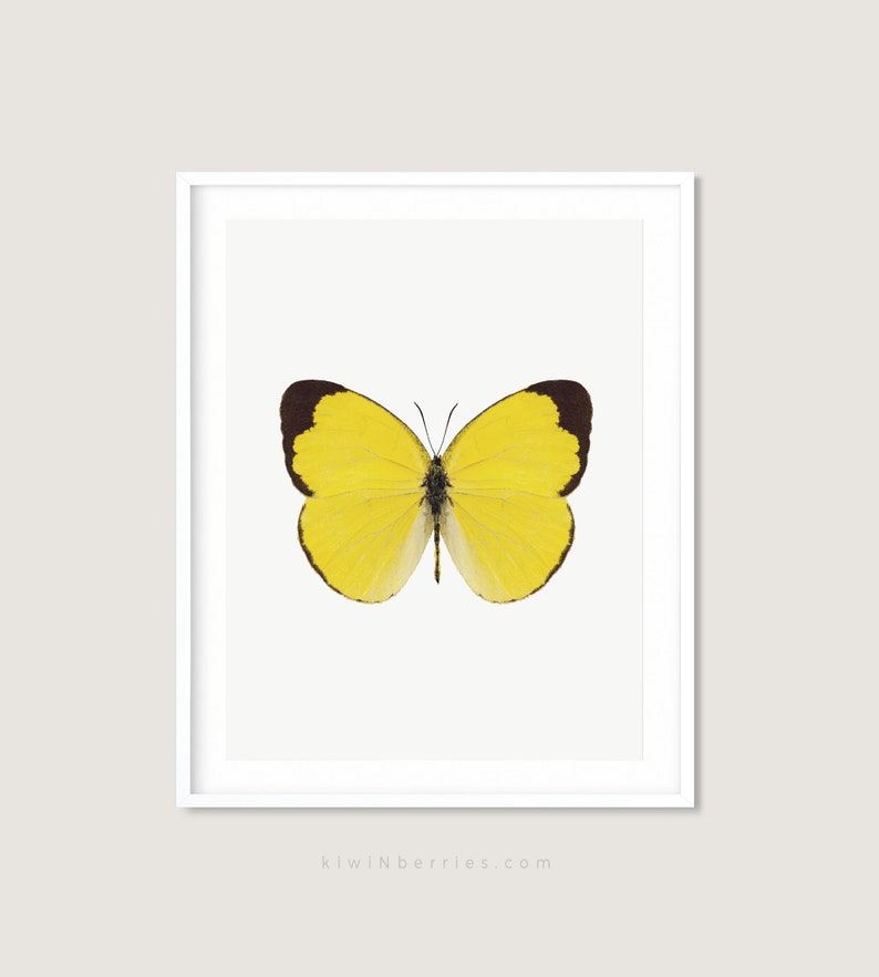 Butterflies Art Prints Butterfly Posters Gallery Wall - Etsy