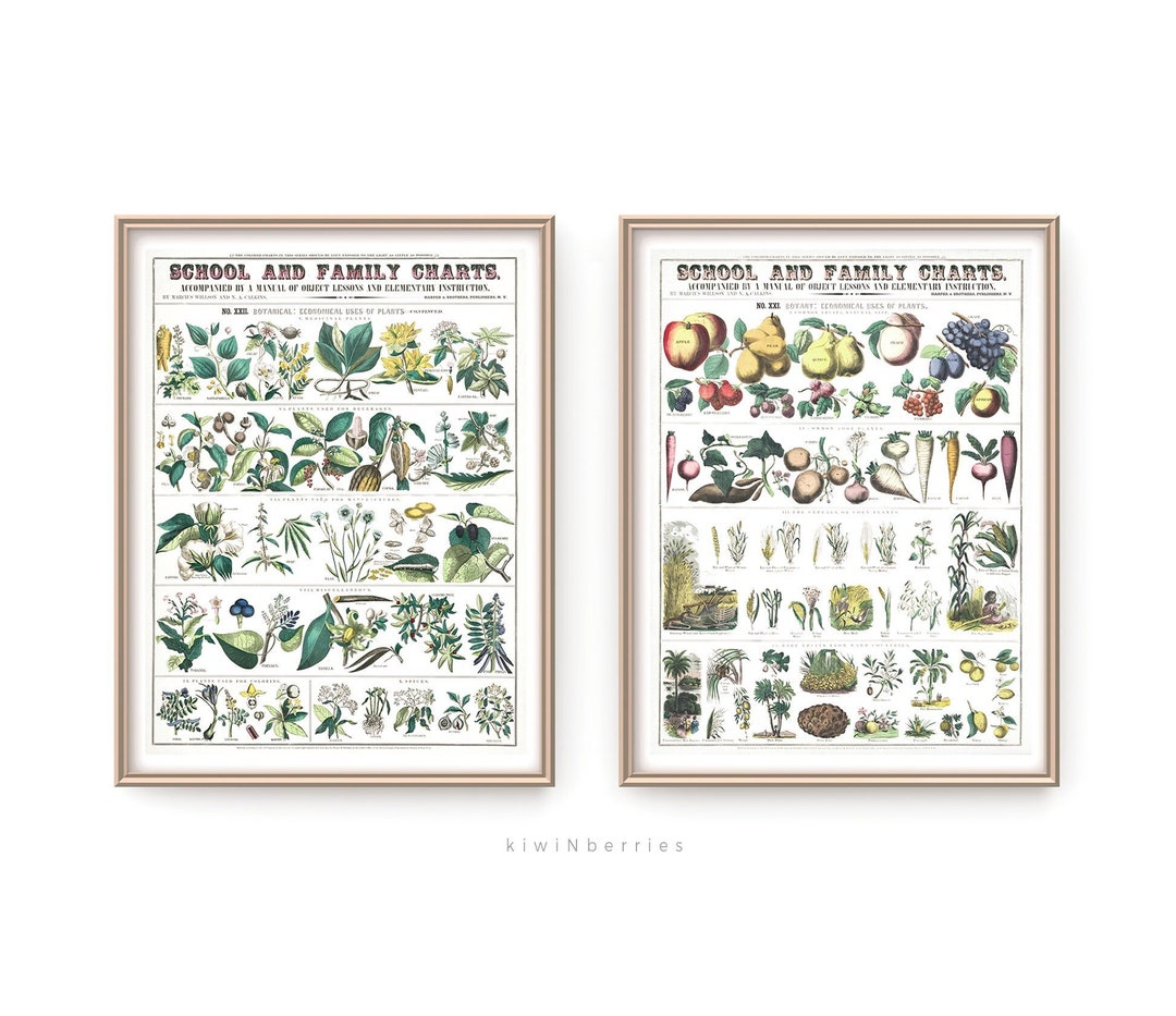 Vintage Botanical Chart, Plant Chart Print, Botanical Poster, Herbs and ...