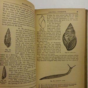 1889 CONCHOLOGY - the Natural History of Shells & Mollusca, Illustrated ...