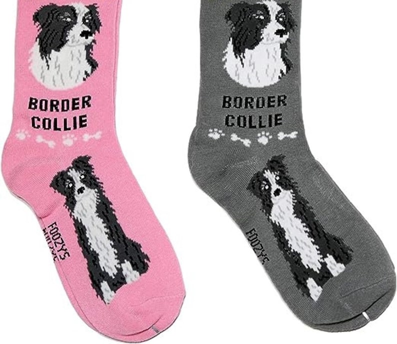 Border Collie Dog Working Herding Intelligent Rescue Cute Friendly ...