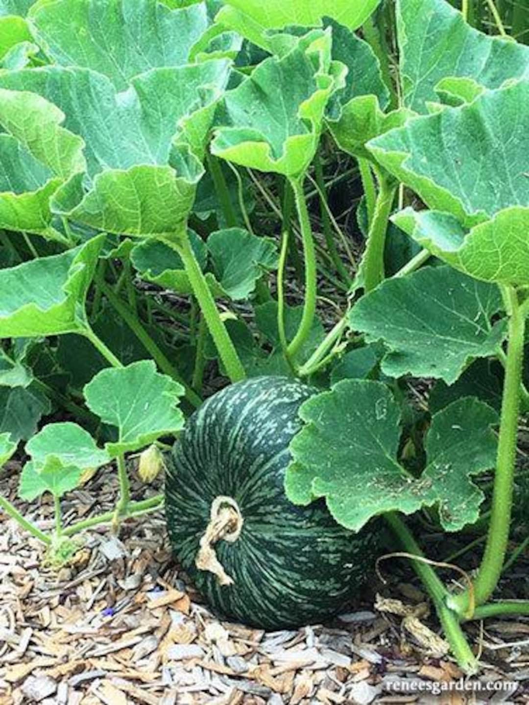 Green Kabocha Squash (10 Seeds) Classic Japanese Butter-sweet Squash ...