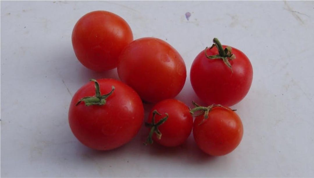 Krasny Milo Micro Dwarf Tomato (15+ Seeds) Tiny Plant, Mighty Red ...