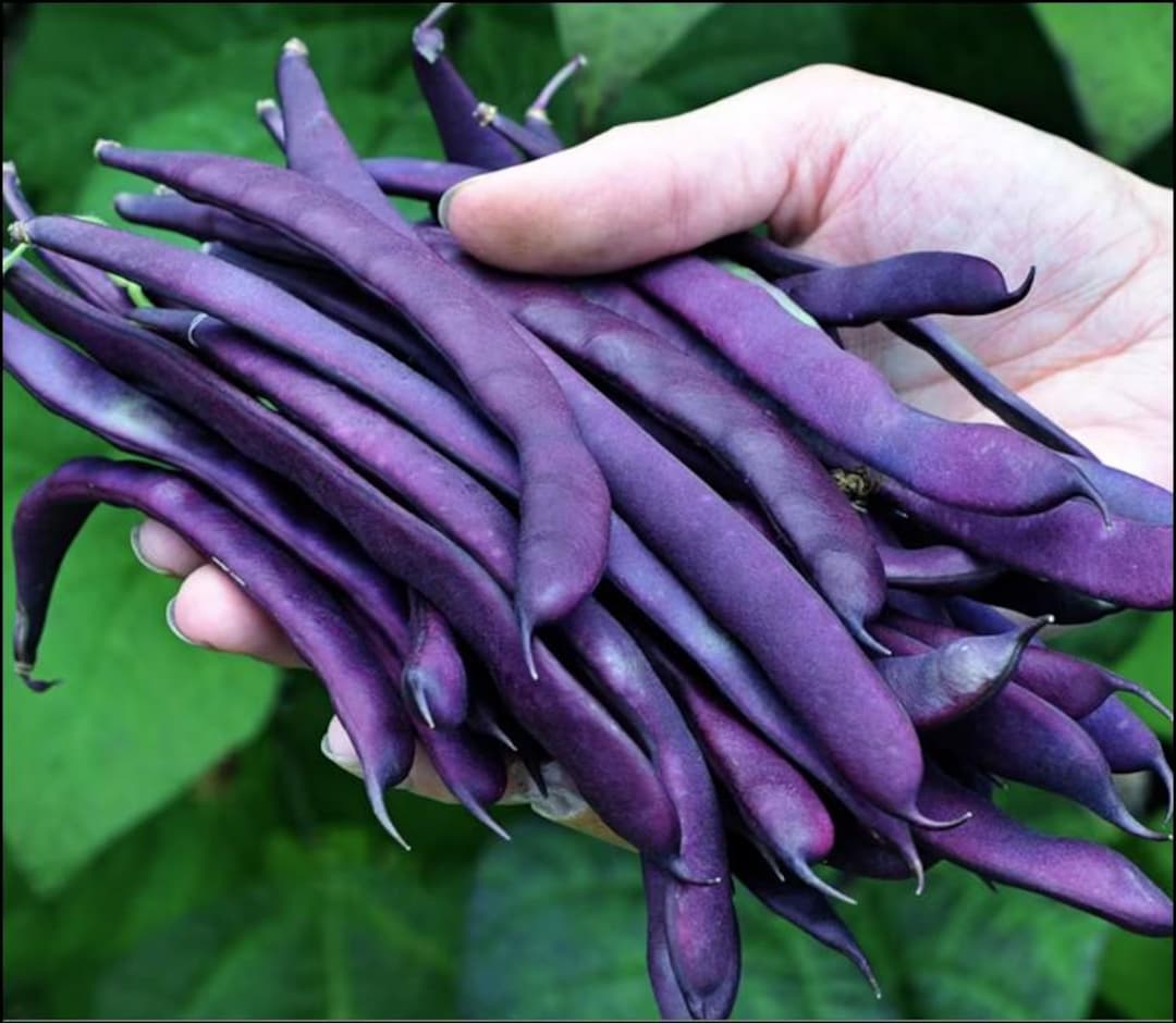 Purple Podded Runner Beans (10 Seeds) Vigorous Vines, Vibrant Purple ...